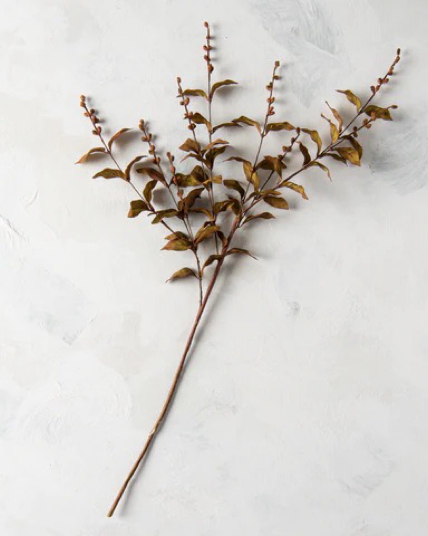 European Beech Stem – HÉAS